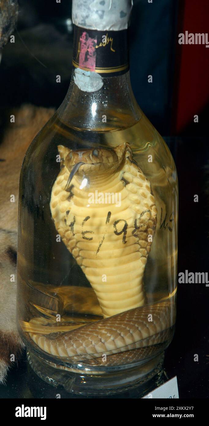 Snake Wine - featuring a king cobra. CITES confiscation Stock Photo - Alamy