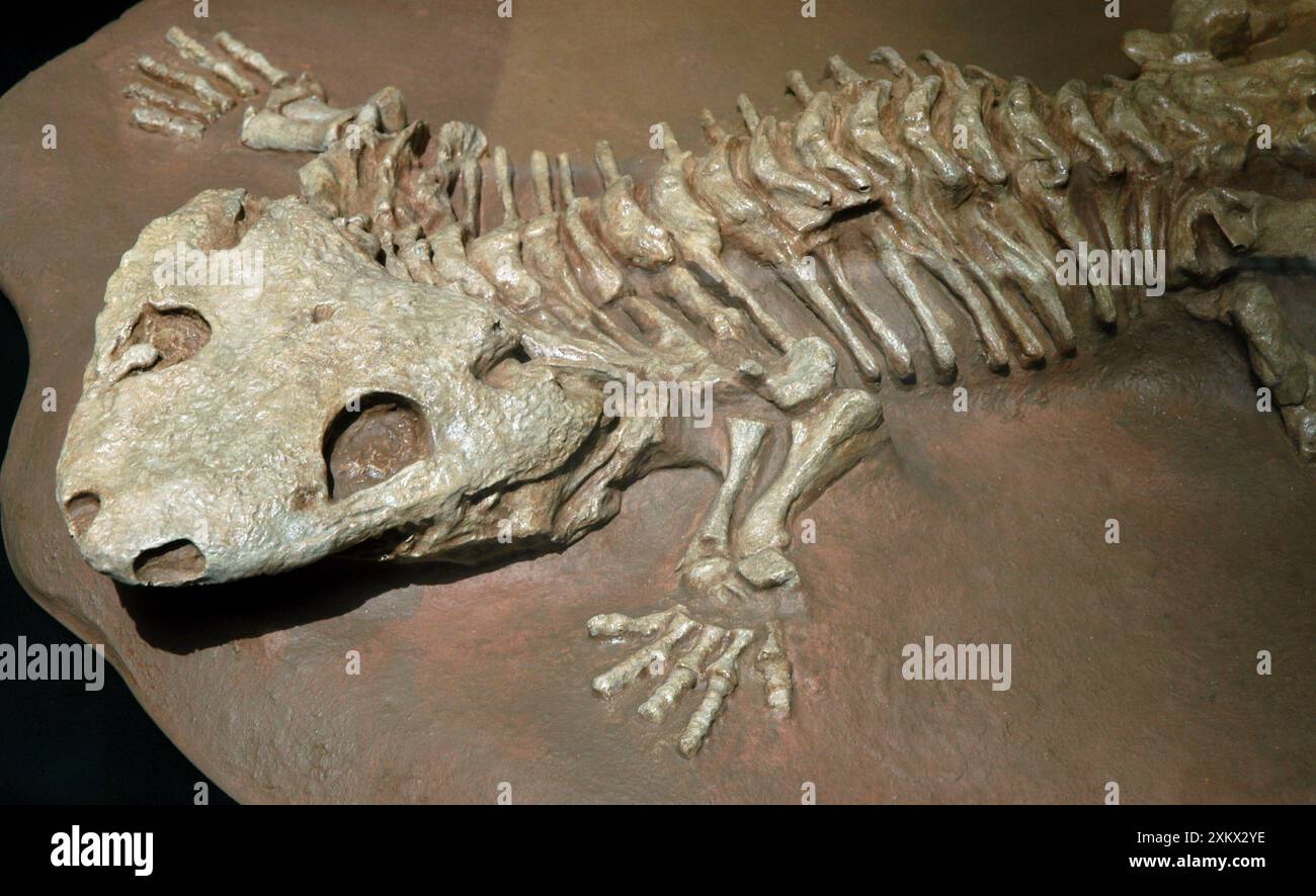 Permian fossils hi-res stock photography and images - Alamy