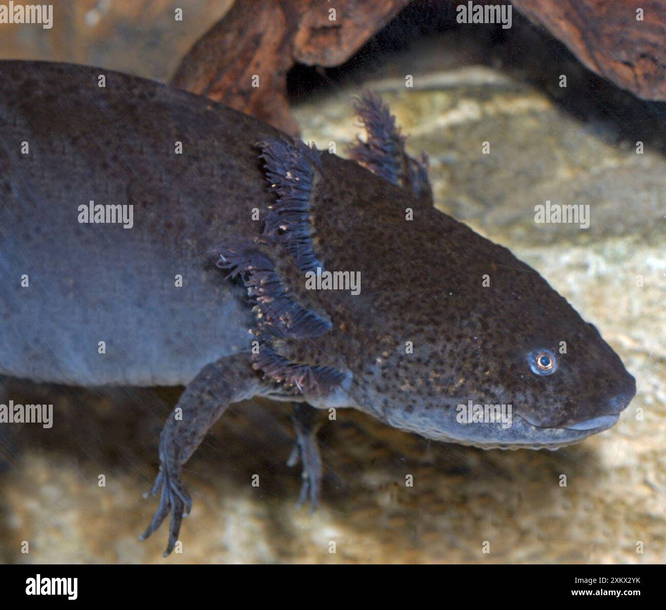 Axolotl - larval form Stock Photo - Alamy