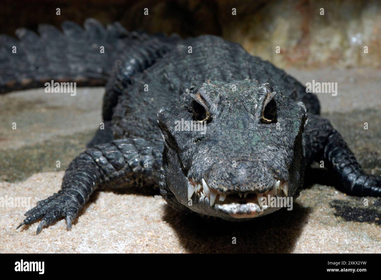 Dwarf crocodile, West Africa Stock Photo - Alamy
