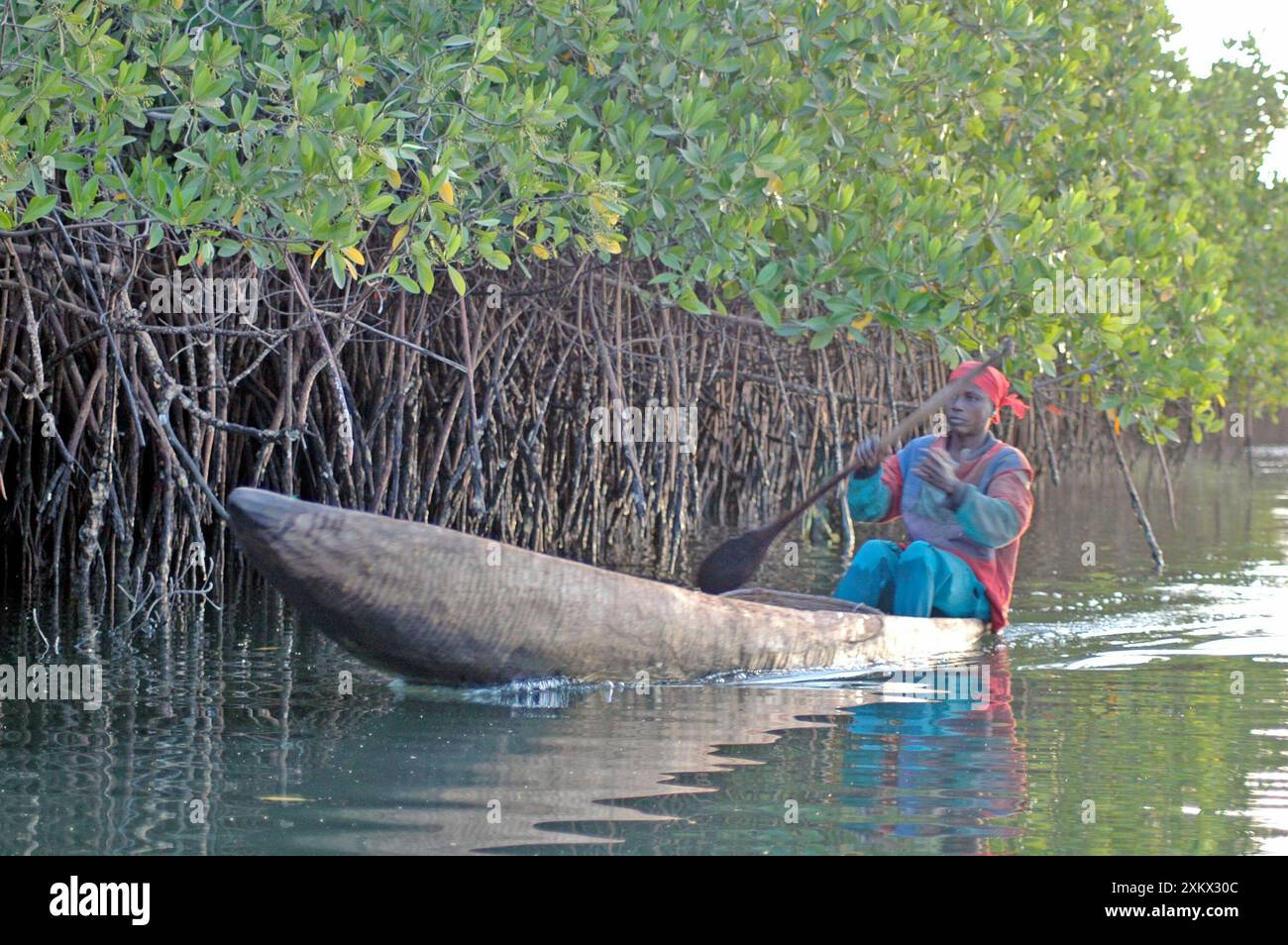 Woman in dugout canoe transport in mangrove swamp Stock Photo - Alamy