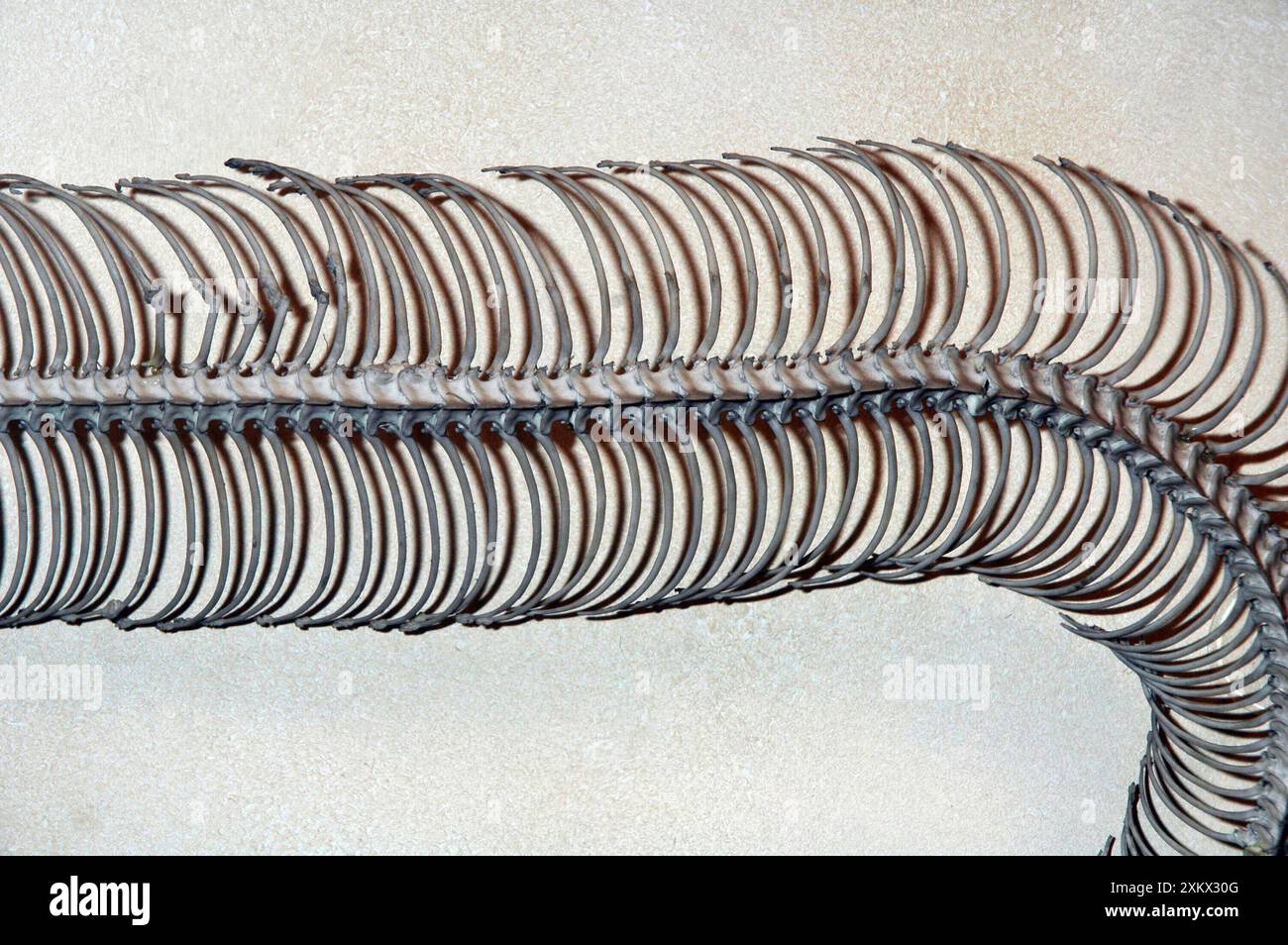 Snake bone skeleton hi-res stock photography and images - Alamy