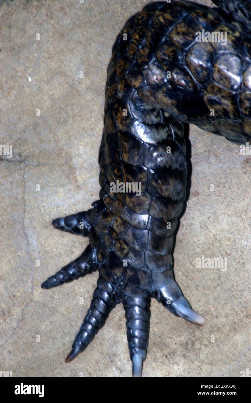 Crocodile hind foot Stock Photo - Alamy