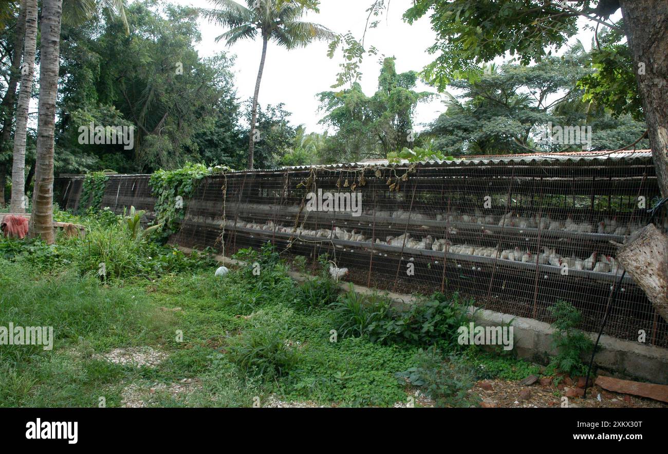 Chicken farm, South India, egg production unit Stock Photo - Alamy