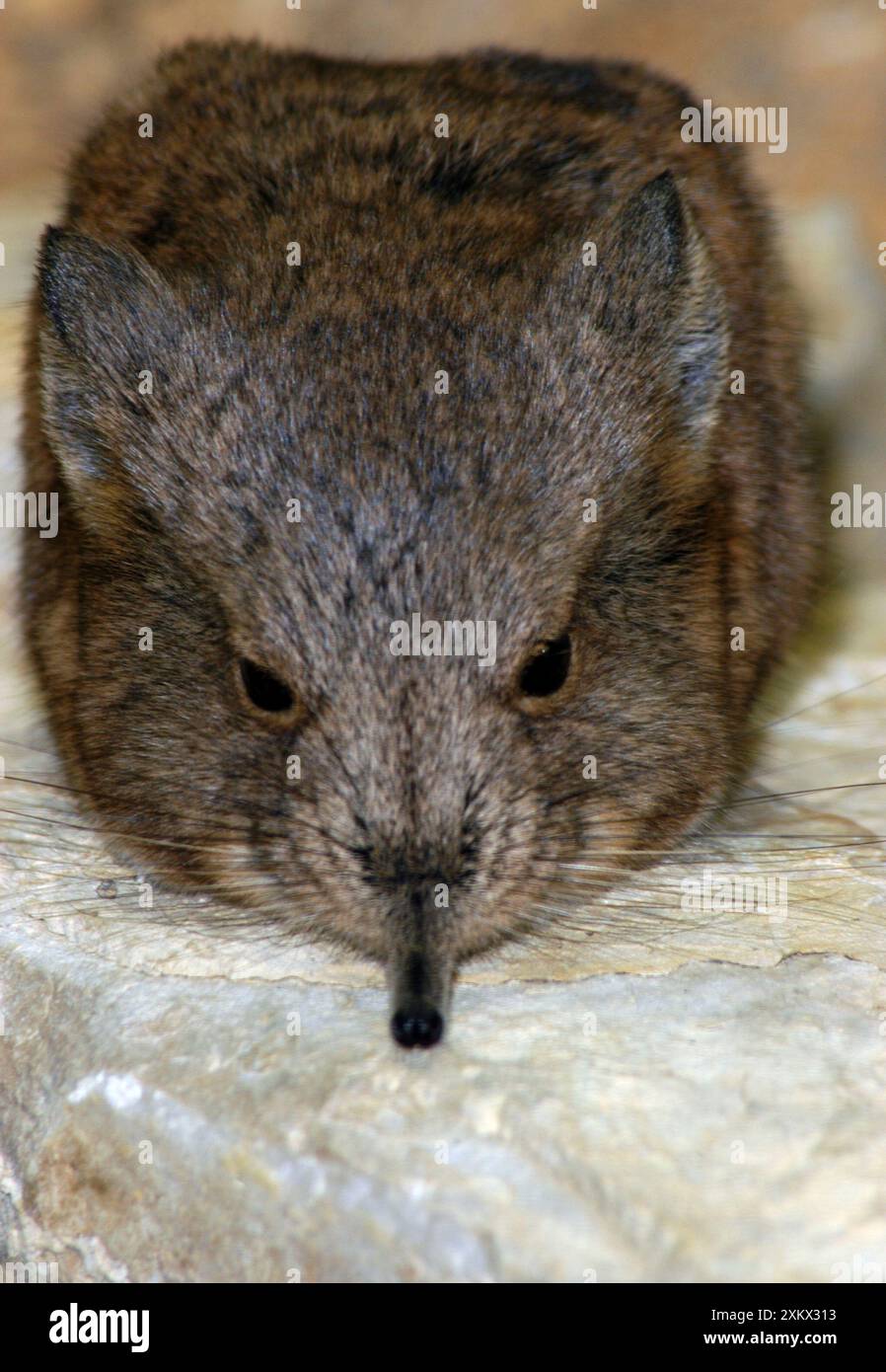 Elephant shrews hi-res stock photography and images - Alamy
