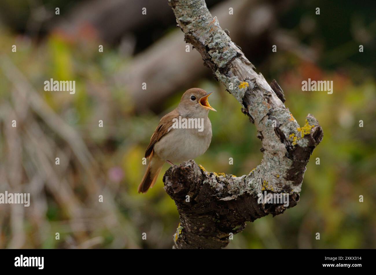 Nightingale - in spring on territory singing Stock Photo - Alamy