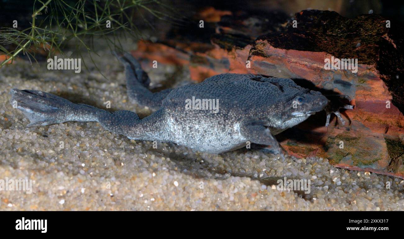 American dwarf hi-res stock photography and images - Alamy