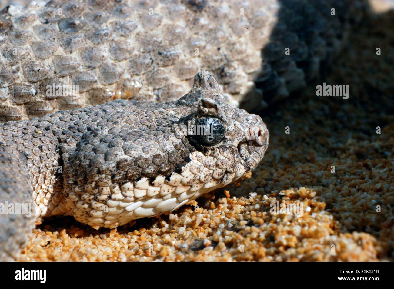 Sidewinder snakes hi-res stock photography and images - Alamy