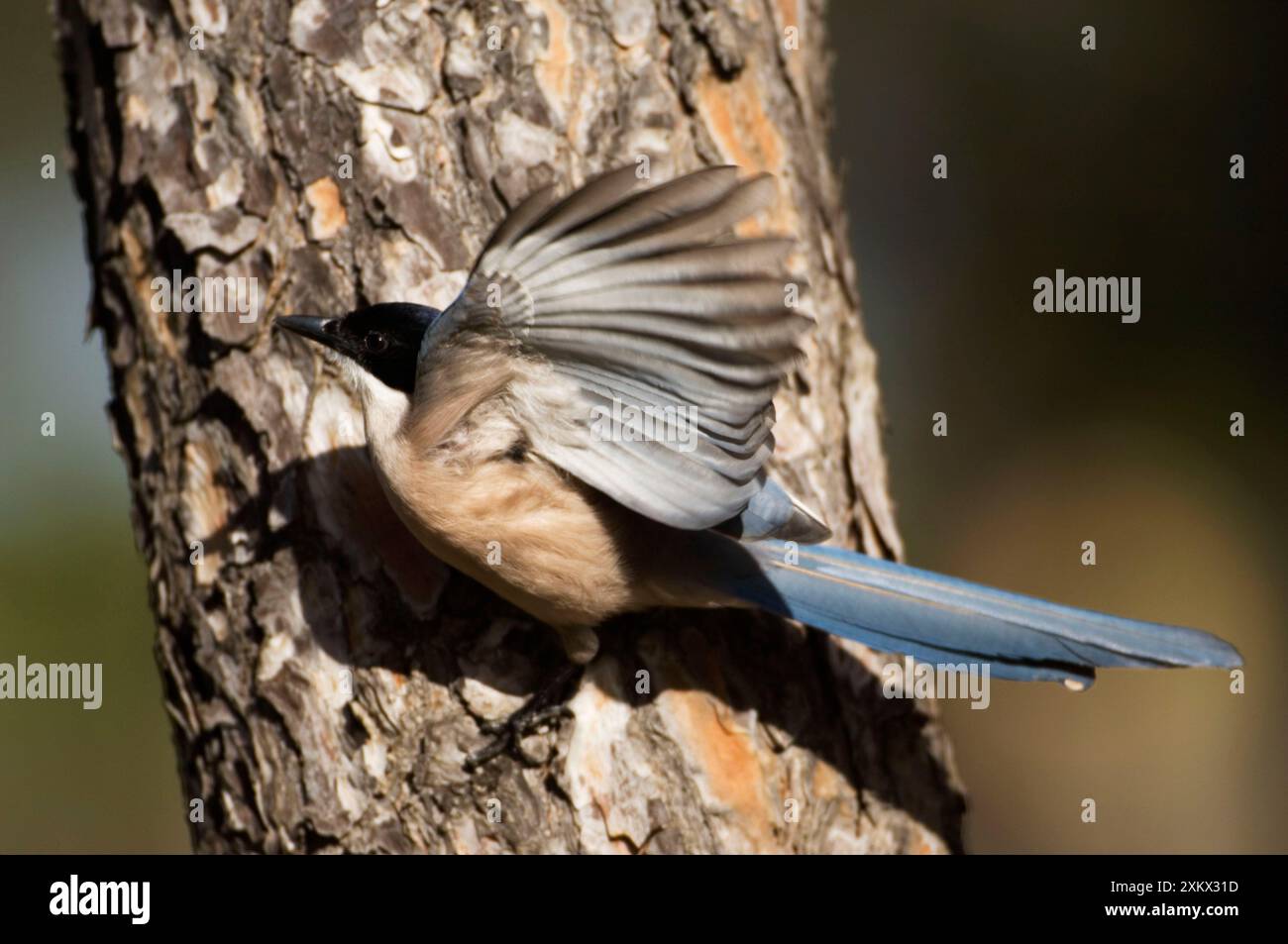 Azure-winged Magpie - adult on pine tree Stock Photo - Alamy