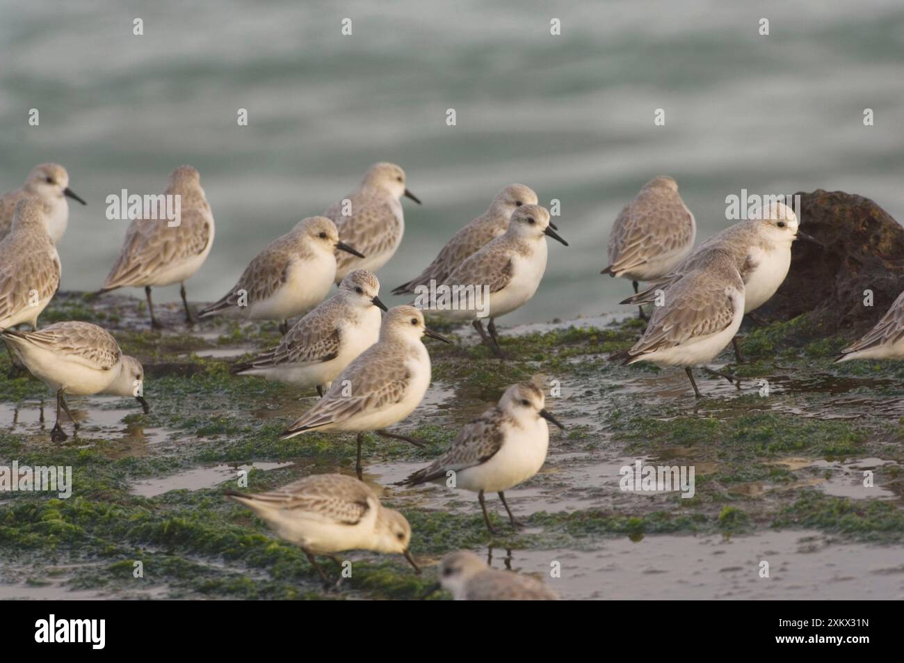 Sanderlines hi-res stock photography and images - Alamy