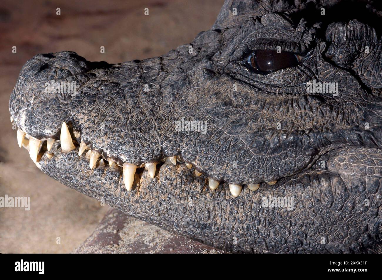 West african dwarf crocodile hi-res stock photography and images - Alamy
