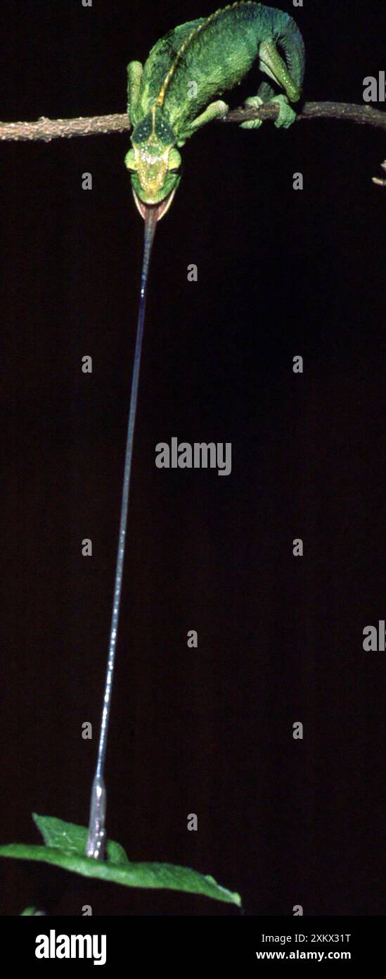 Animal with long tongue hi-res stock photography and images - Alamy