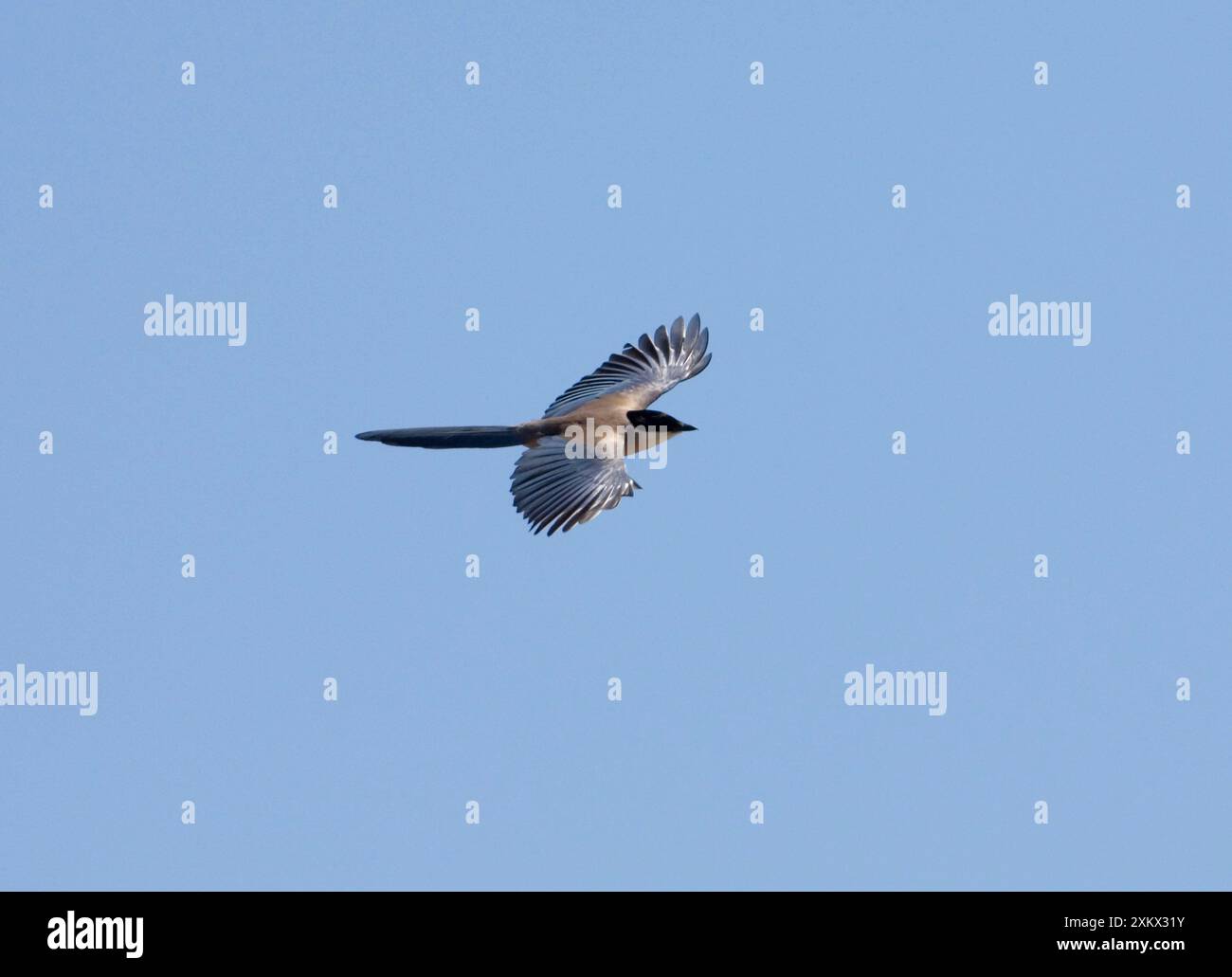 Magpie in flight hi-res stock photography and images - Alamy