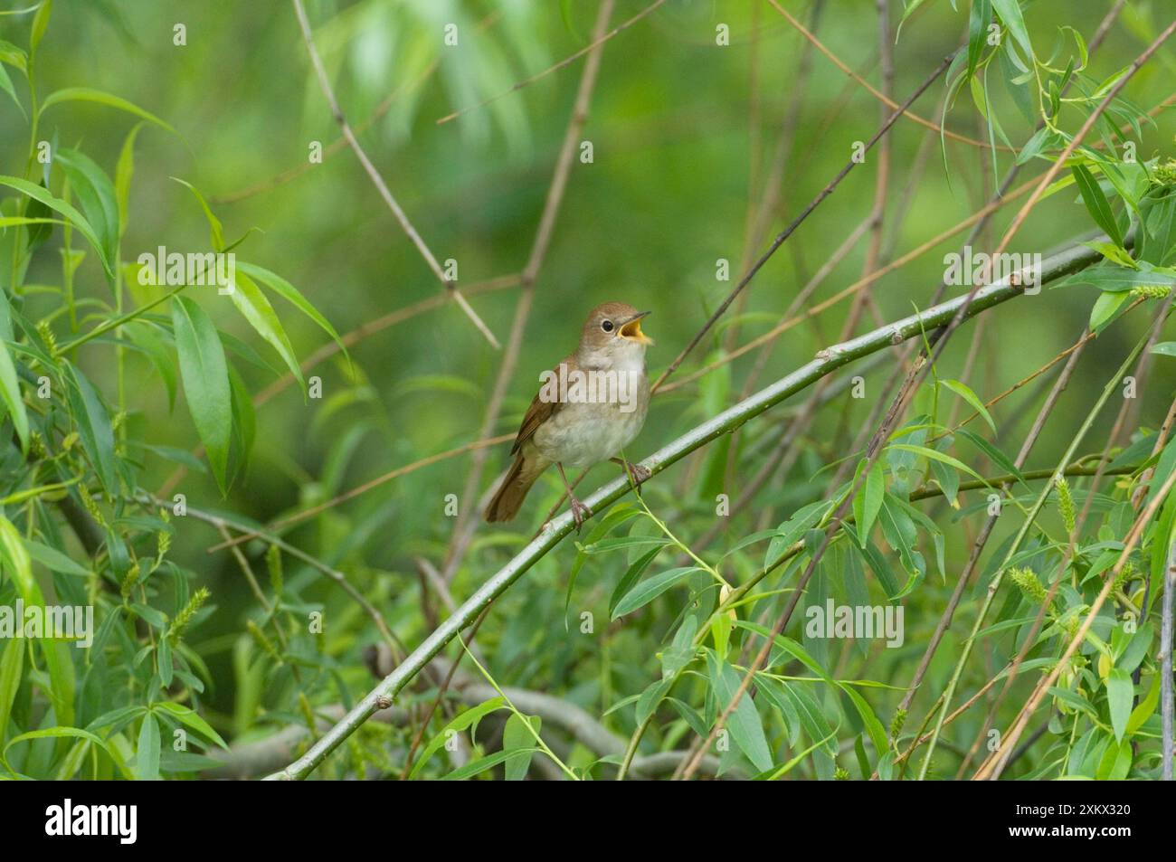 Bird singing in spring hi-res stock photography and images - Alamy