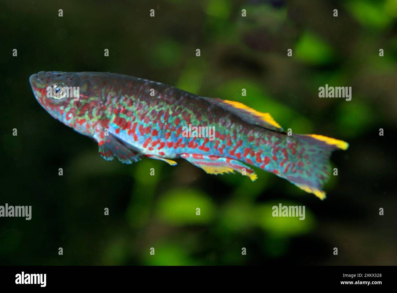 Killifish - freshwater fish Stock Photo - Alamy