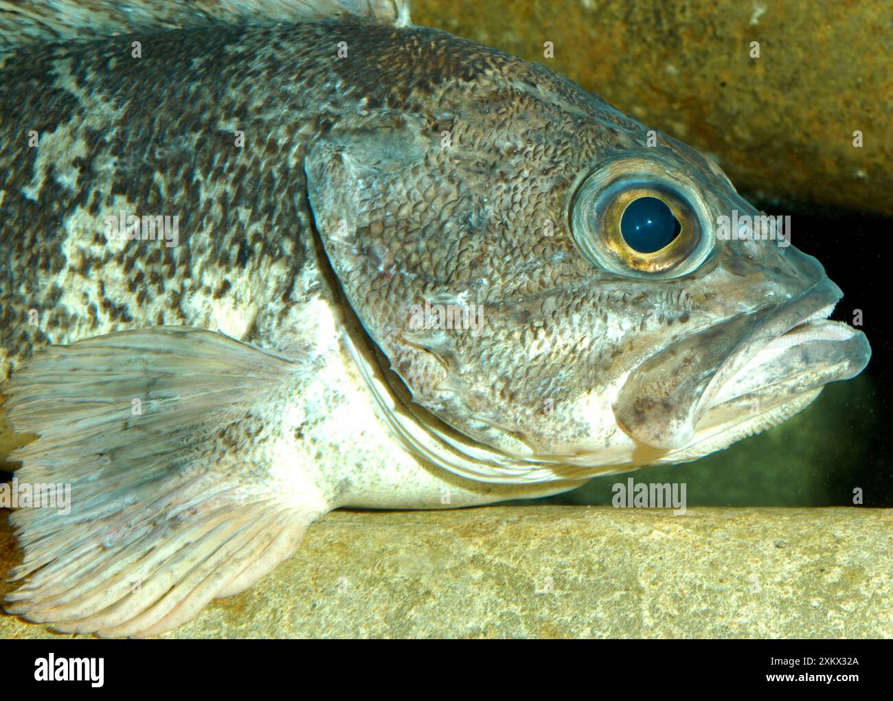 Wreckfish hi-res stock photography and images - Alamy