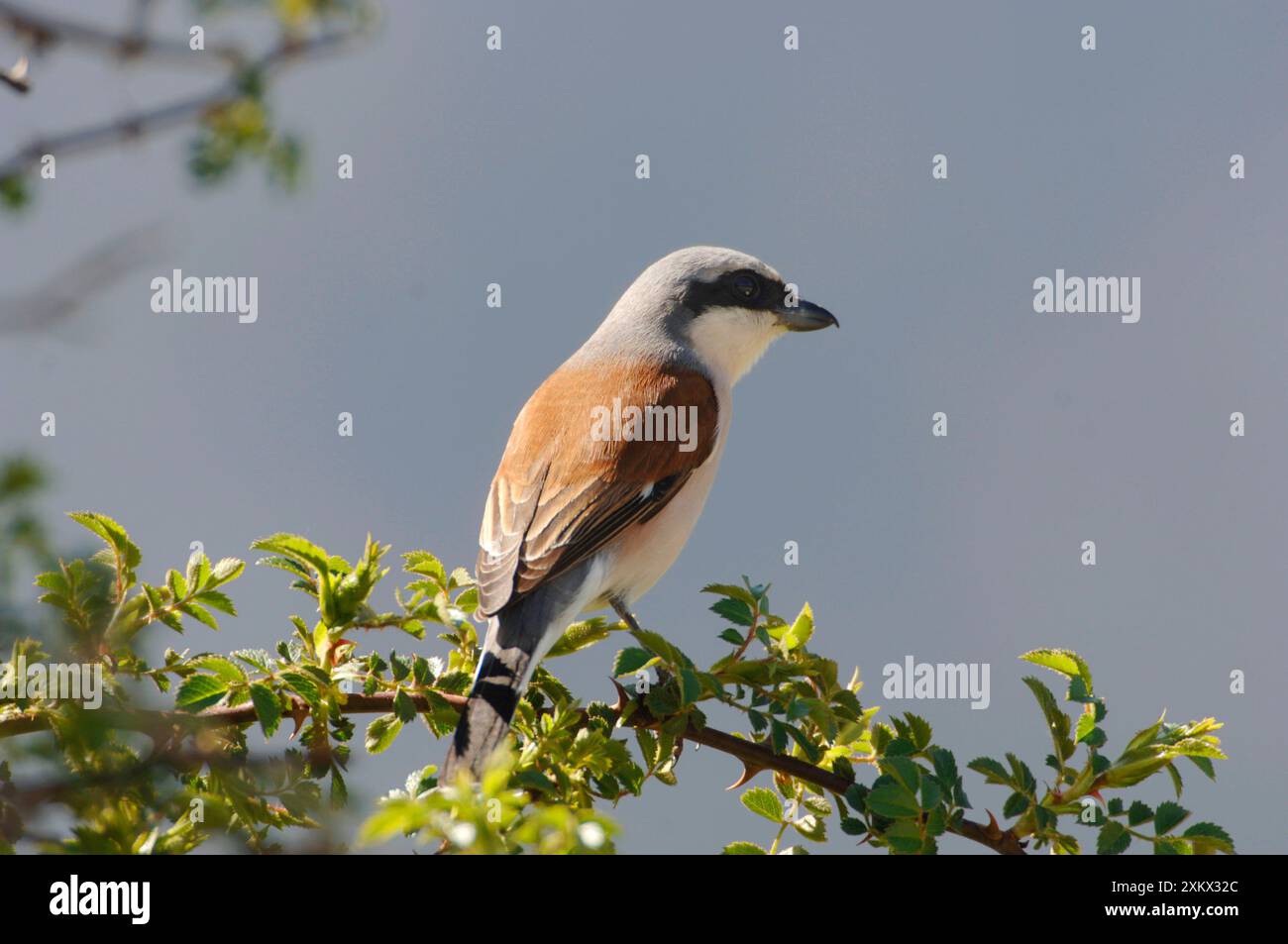 Red Backed Shrike - adult male Stock Photo - Alamy
