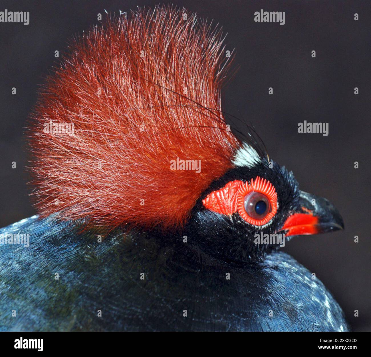 Crested wood partridge roul hi-res stock photography and images - Alamy