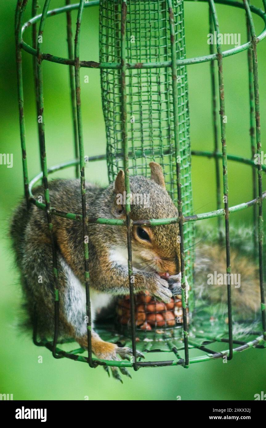 Grey Squirrel - feeding inside 'squirrel proof' Stock Photo - Alamy