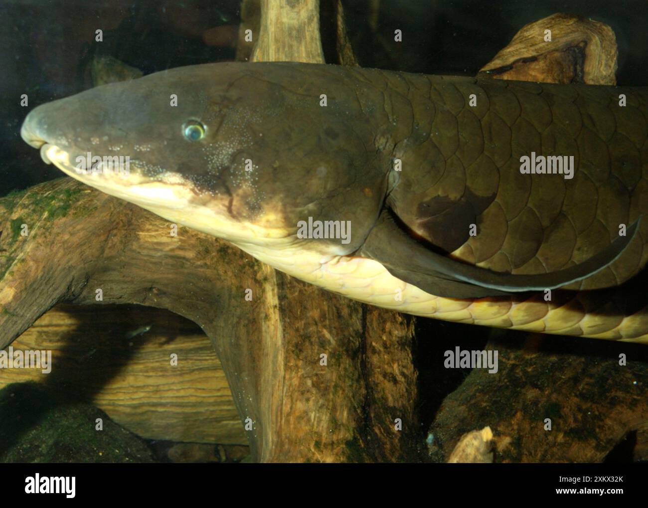 Australian lungfish hi-res stock photography and images - Alamy