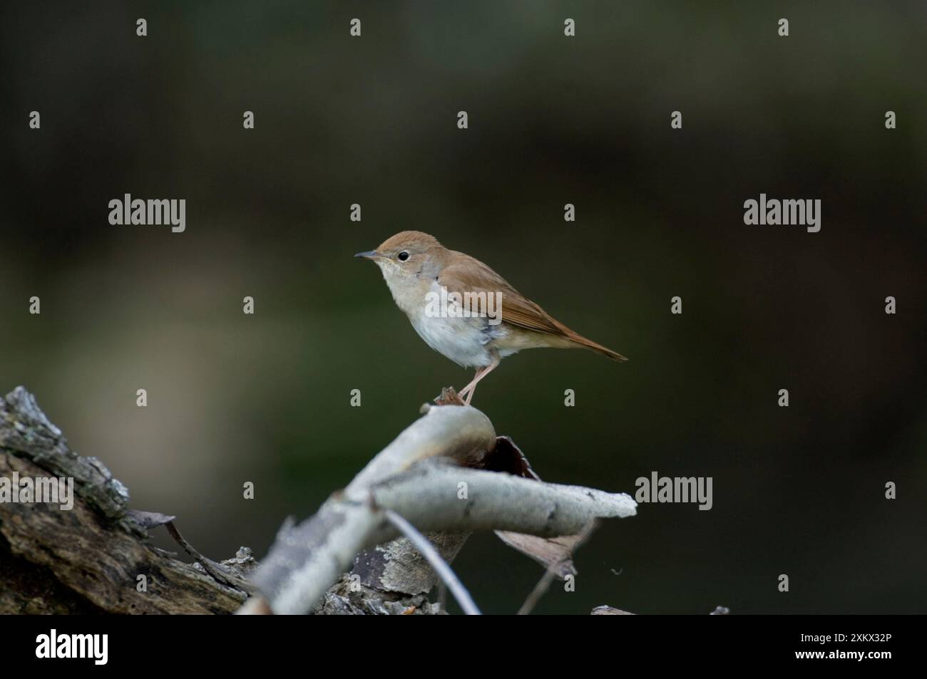 Nightingale luscinia megarhynchos on hi-res stock photography and ...