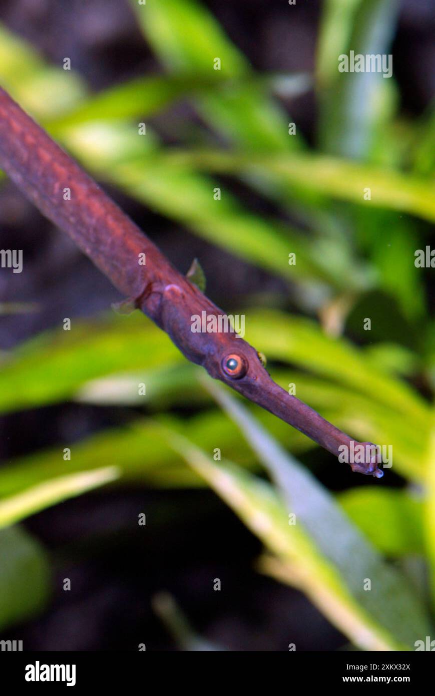 Long nose animals hi-res stock photography and images - Alamy