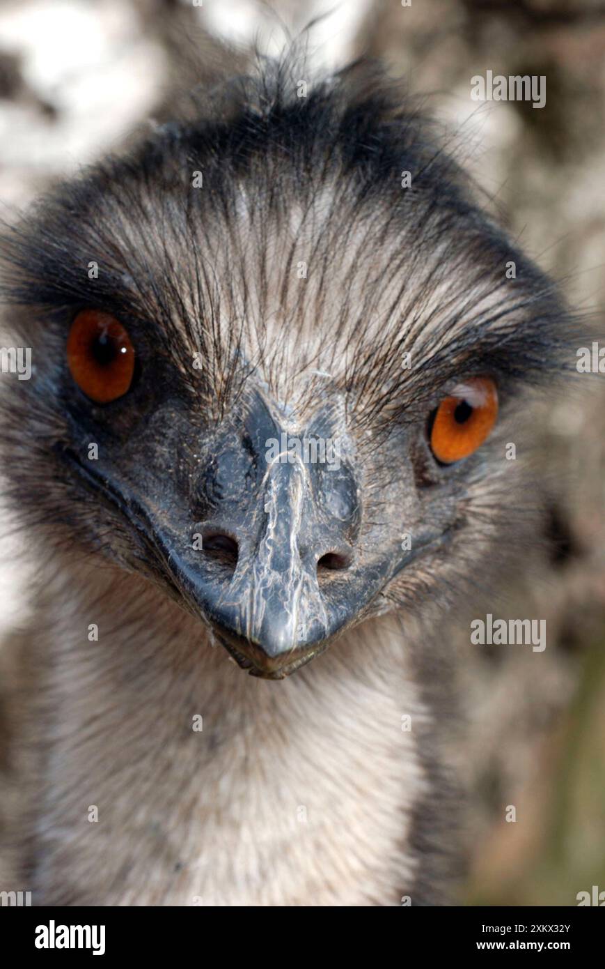 Emu beaks hi-res stock photography and images - Alamy