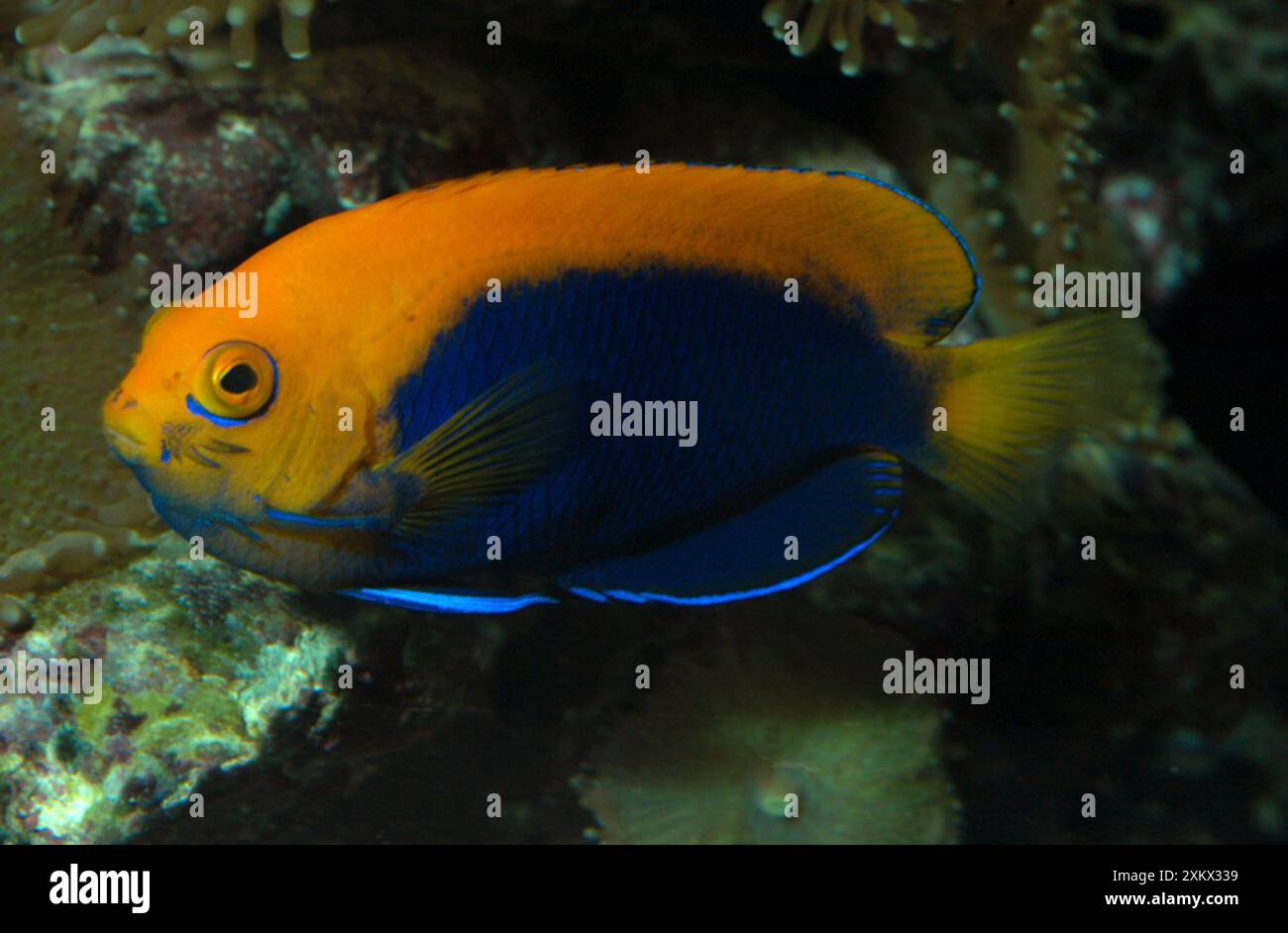 Angelfish angel fish in hi-res stock photography and images - Alamy