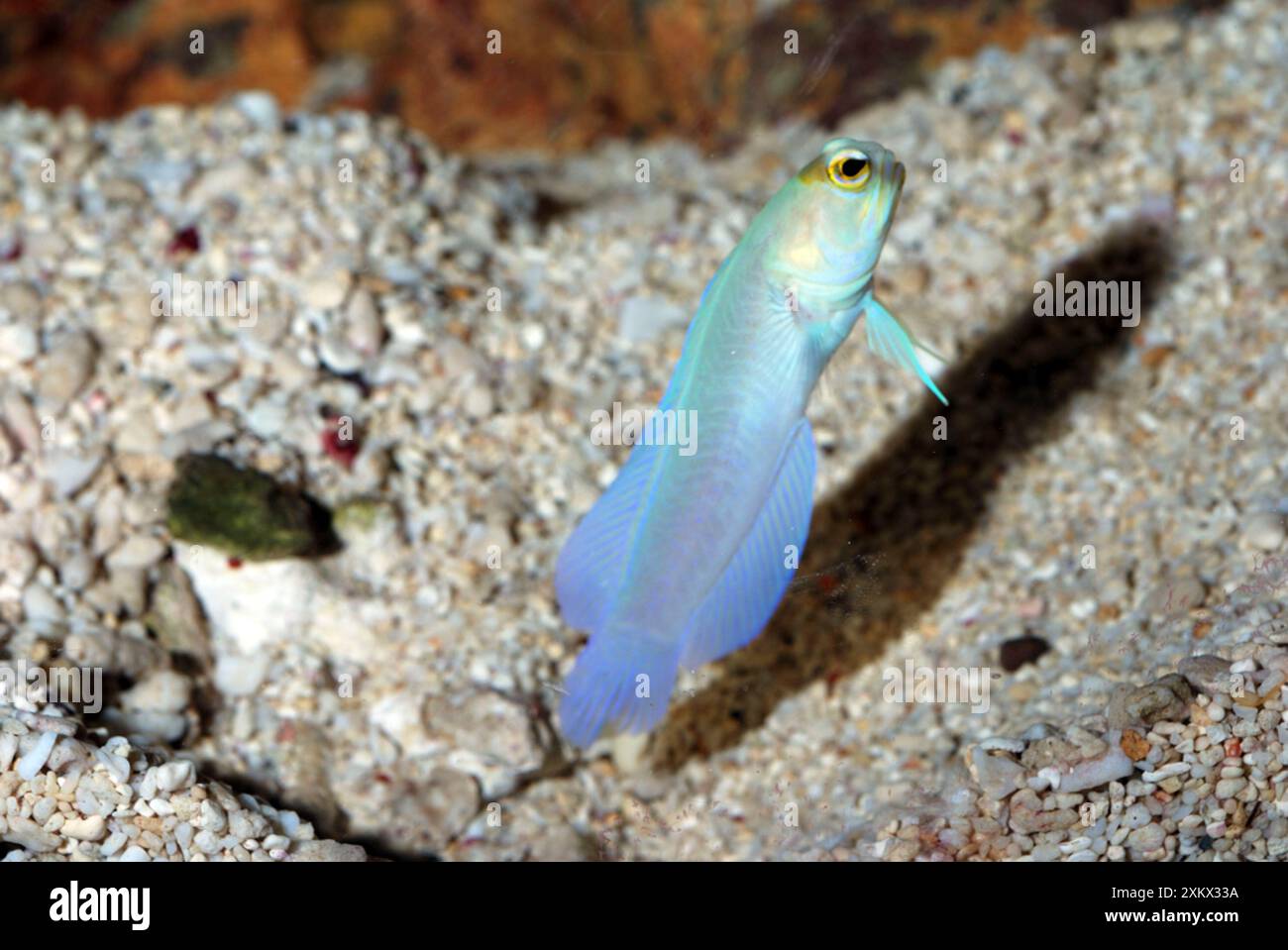 Yellow-headed Jawfish - displaying outside its Stock Photo - Alamy