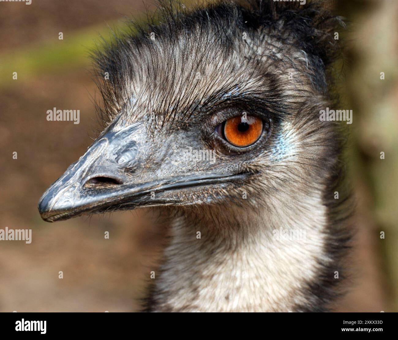 Emu beaks hi-res stock photography and images - Alamy