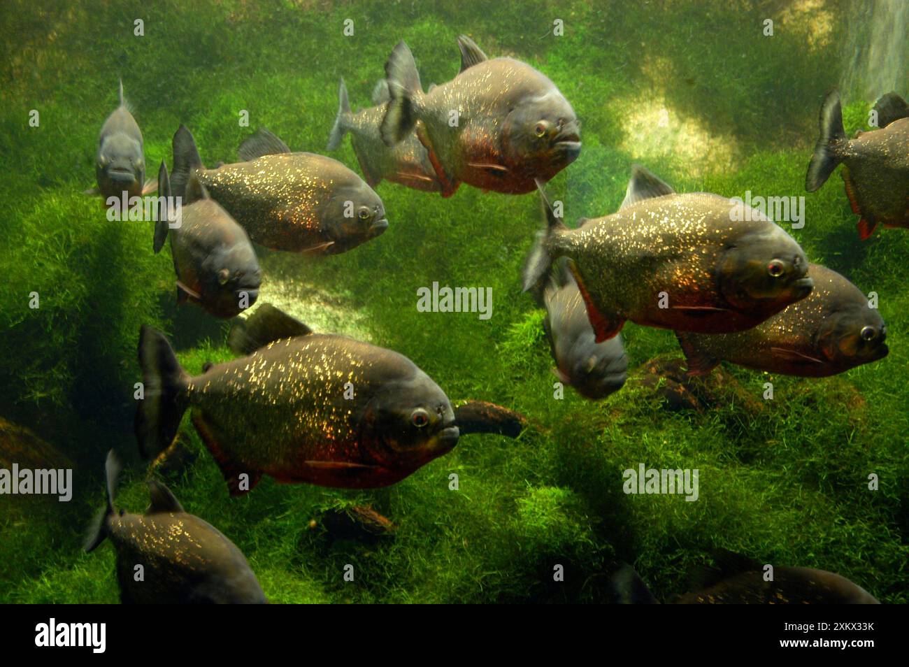 Piranha school hi-res stock photography and images - Alamy