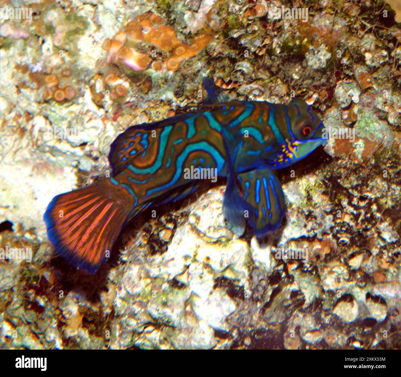 Mandarin Fish - shallow coastal waters Stock Photo - Alamy