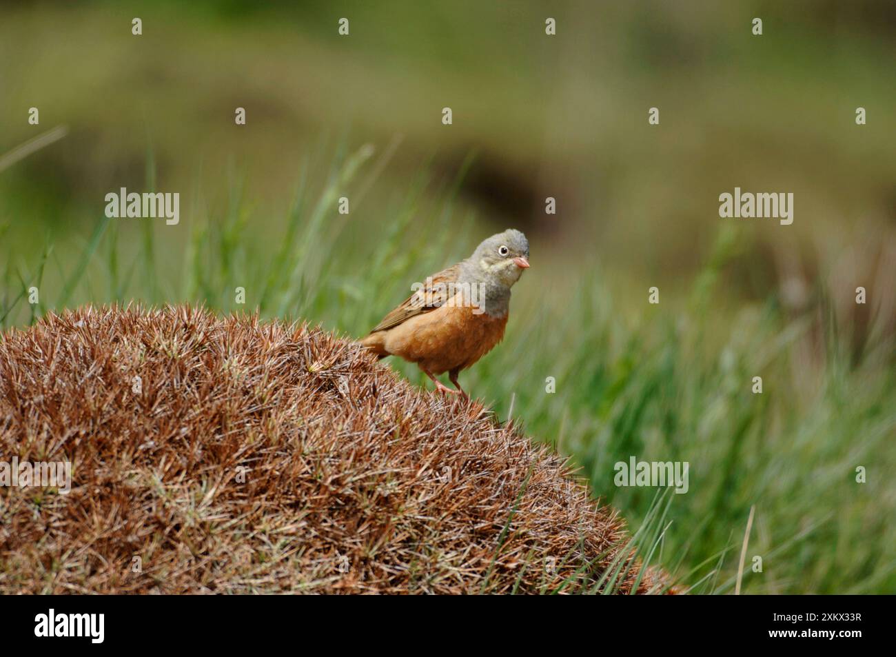 Ortolan buntings emberiza hortulana hi-res stock photography and images ...