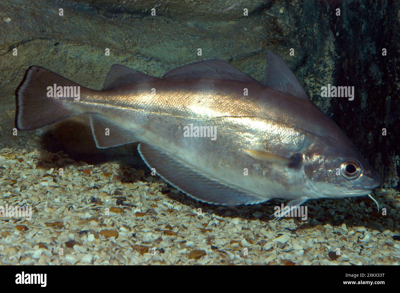 Chin barbel hi-res stock photography and images - Alamy