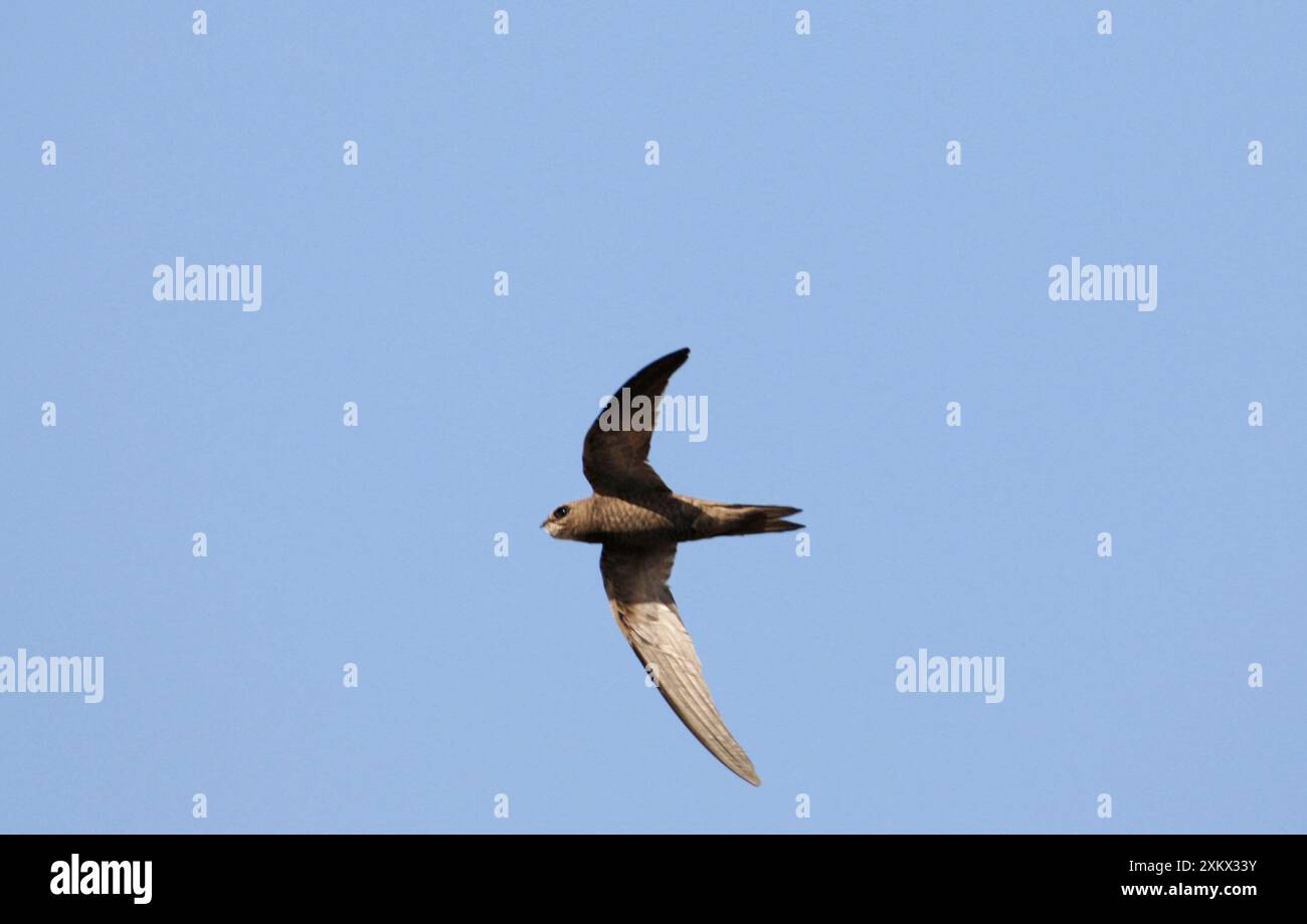 Pallid Swift - in flight Stock Photo - Alamy