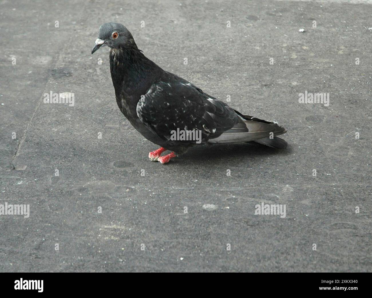 Feral animals hi-res stock photography and images - Alamy