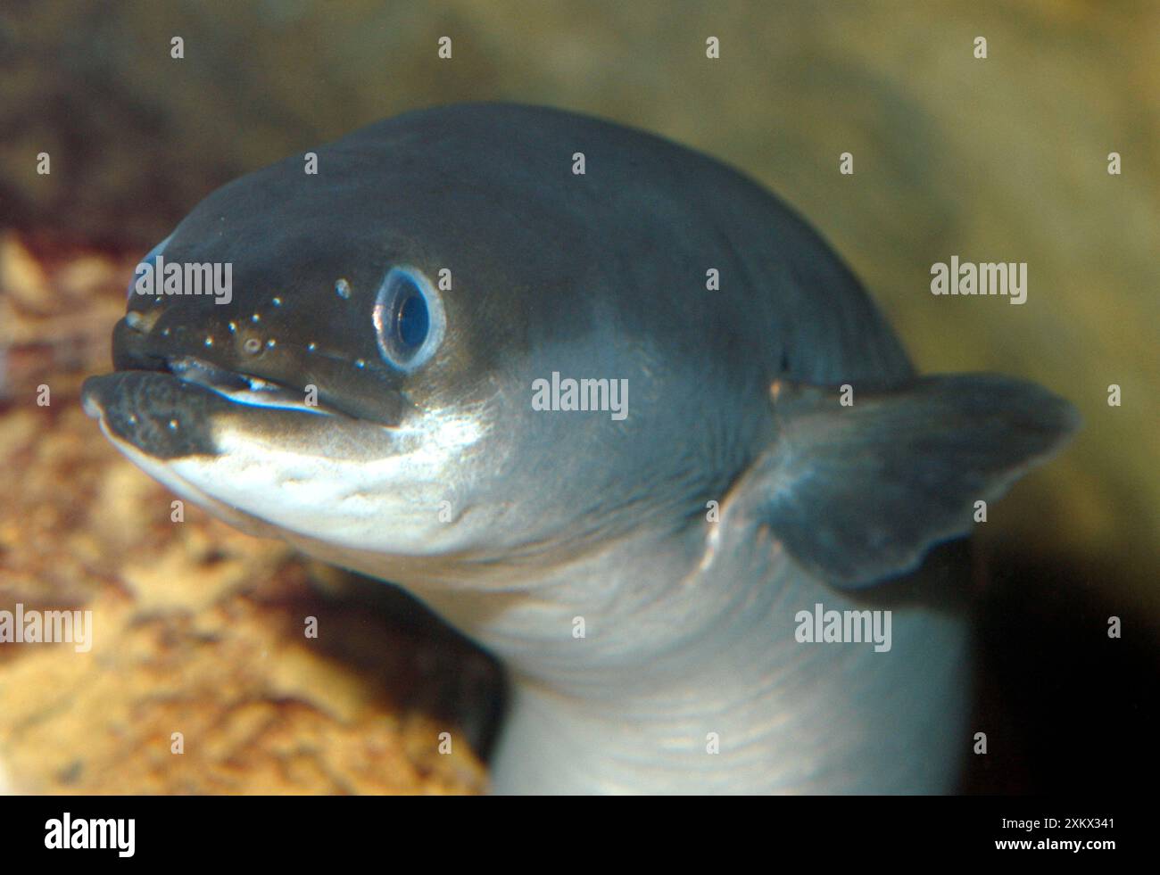 European eels underwater hi-res stock photography and images - Alamy