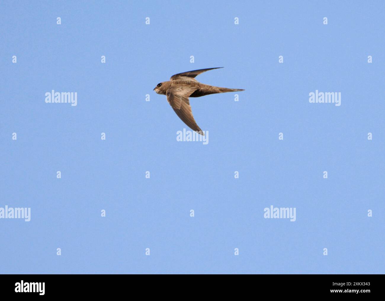 Swift bird in flight hi-res stock photography and images - Alamy