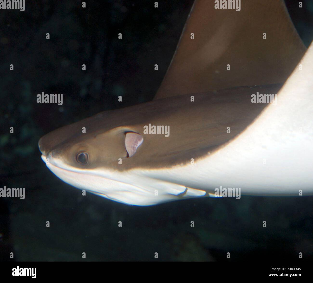 Cow Nosed Ray - endangered species Stock Photo - Alamy