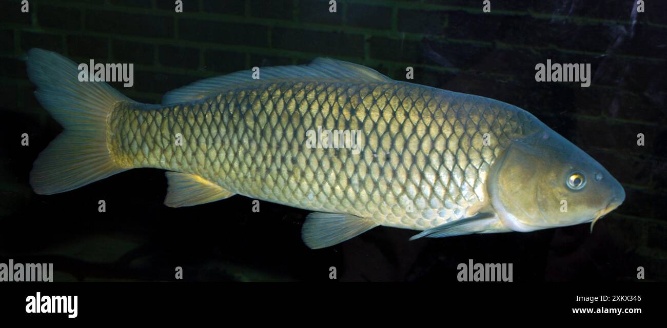 Freshwater common carp fish hi-res stock photography and images - Alamy