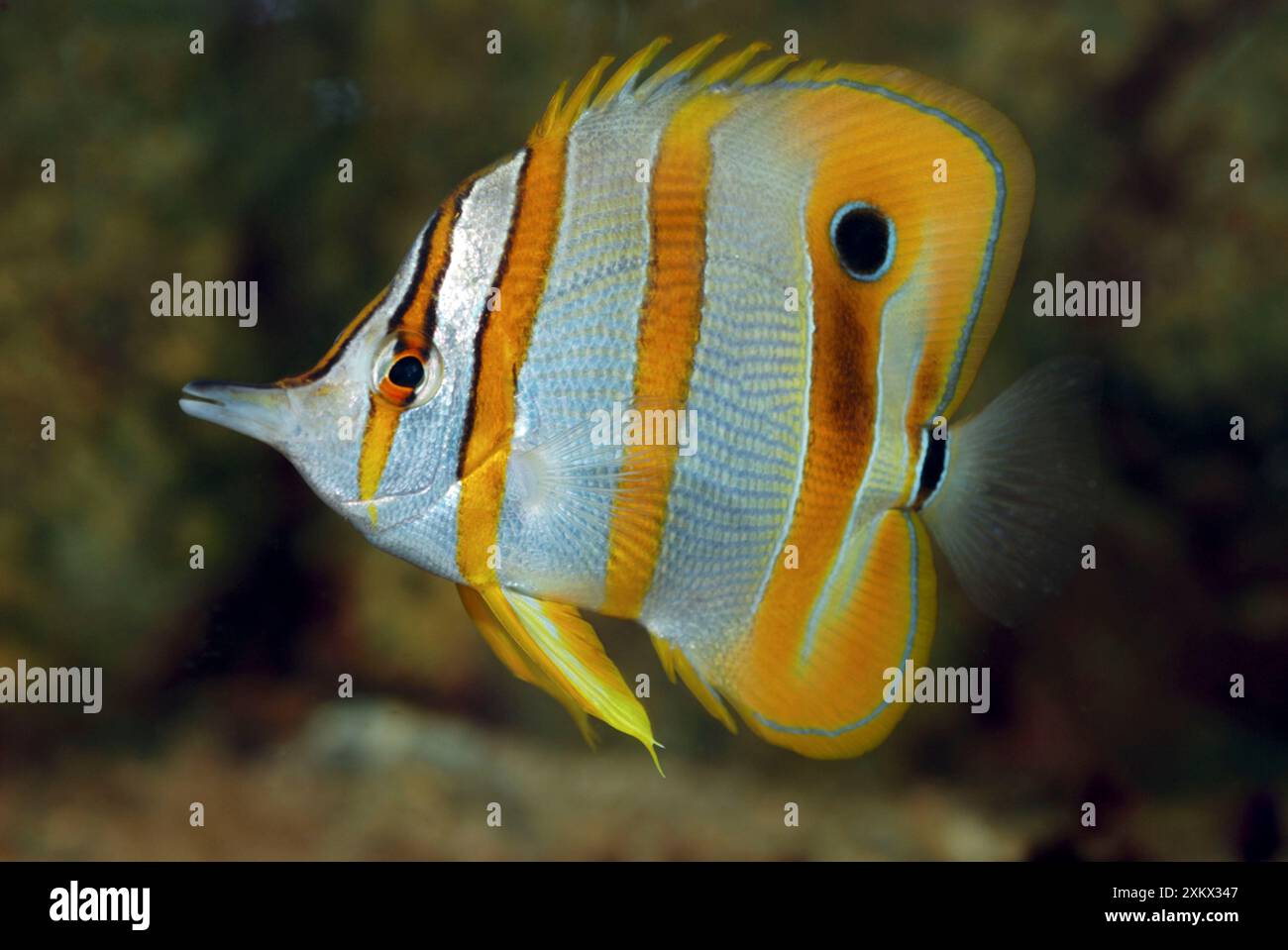 Fish shapes hi-res stock photography and images - Alamy