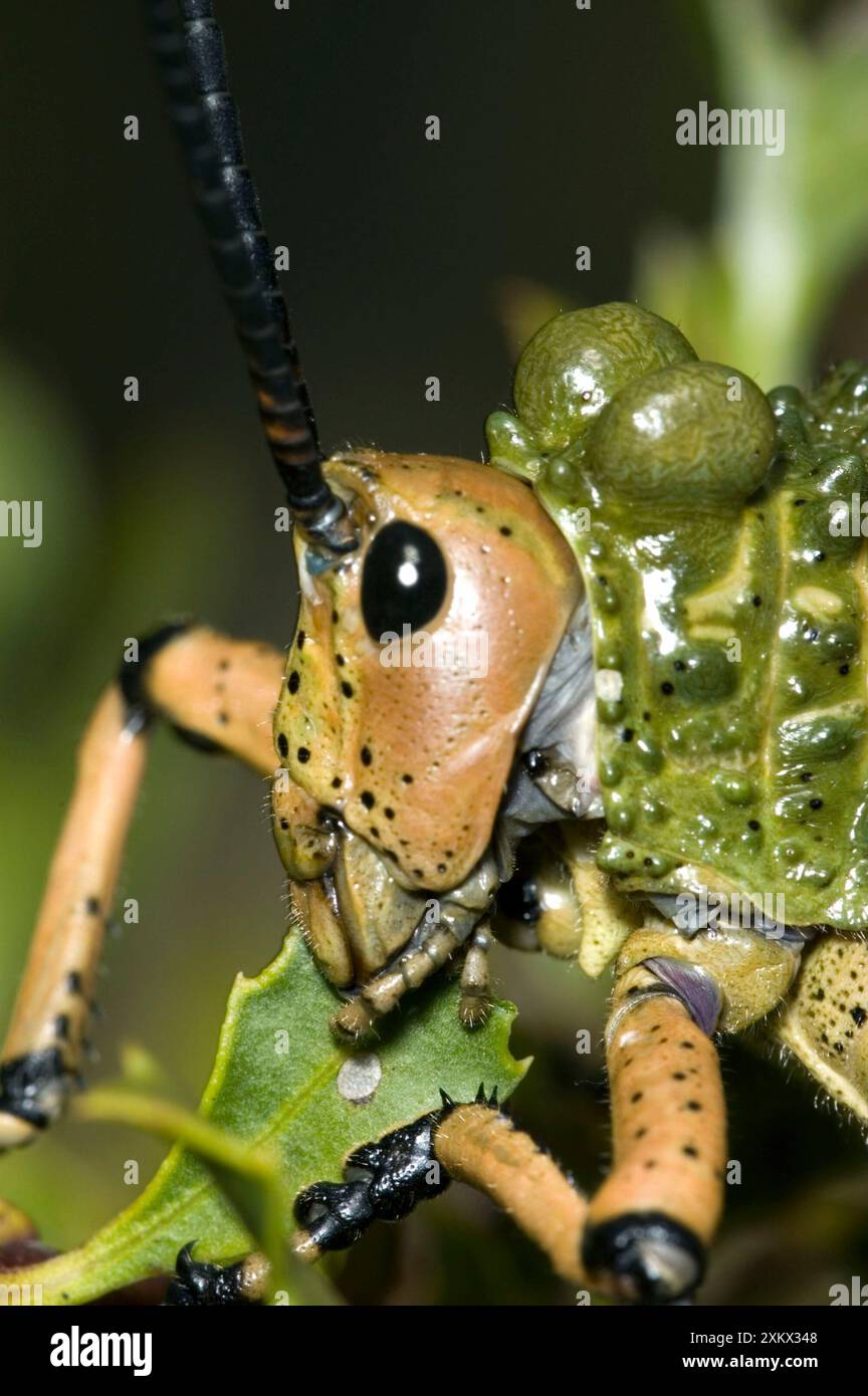 Insect mouthparts hi-res stock photography and images - Alamy