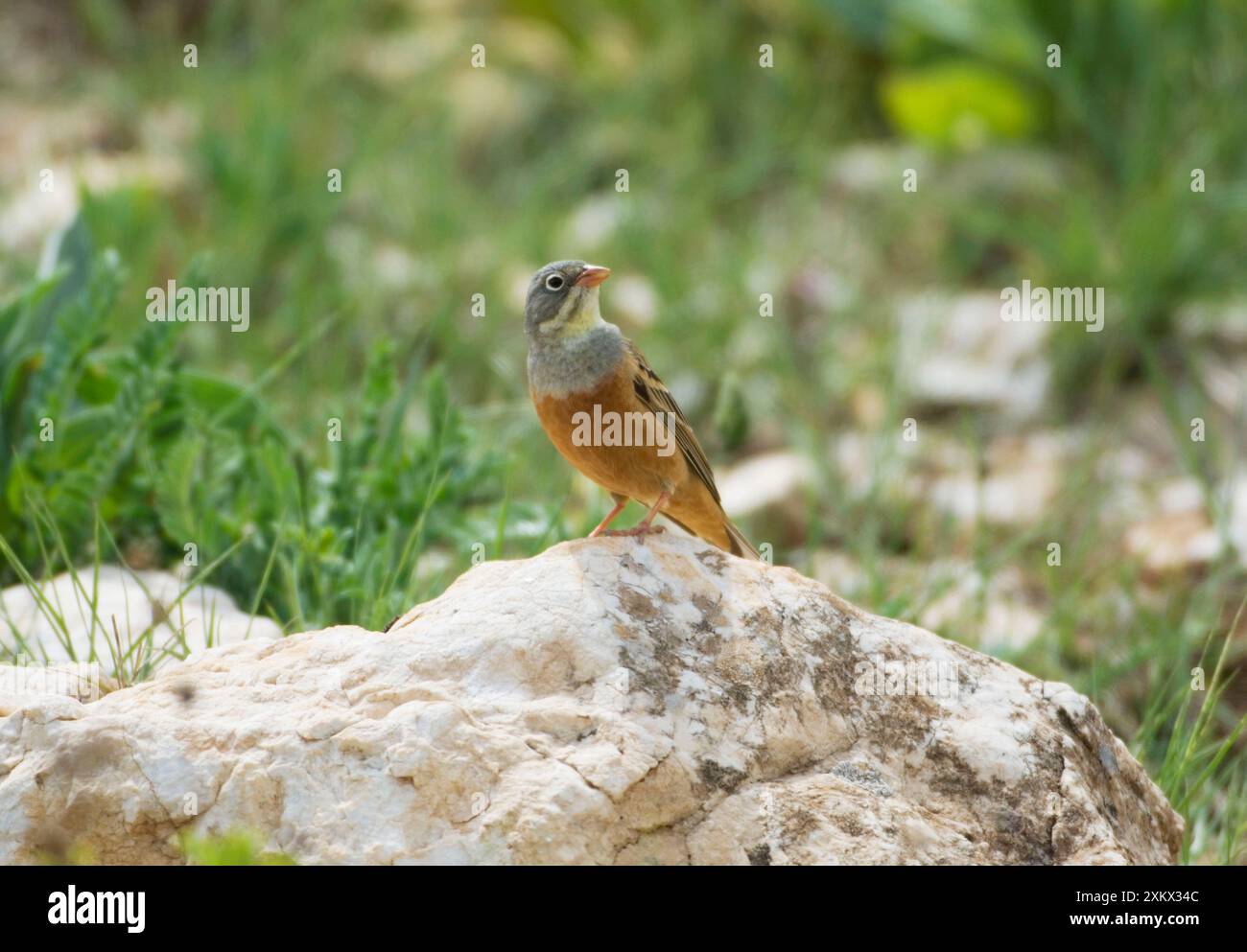 Male ortolan bunting emberiza hi-res stock photography and images - Alamy