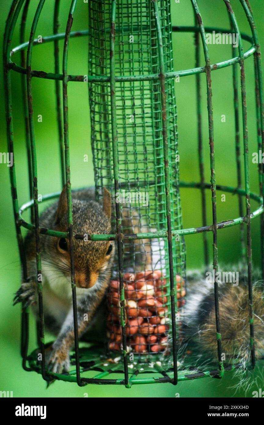 Grey Squirrel - feeding inside 'squirrel proof' Stock Photo - Alamy