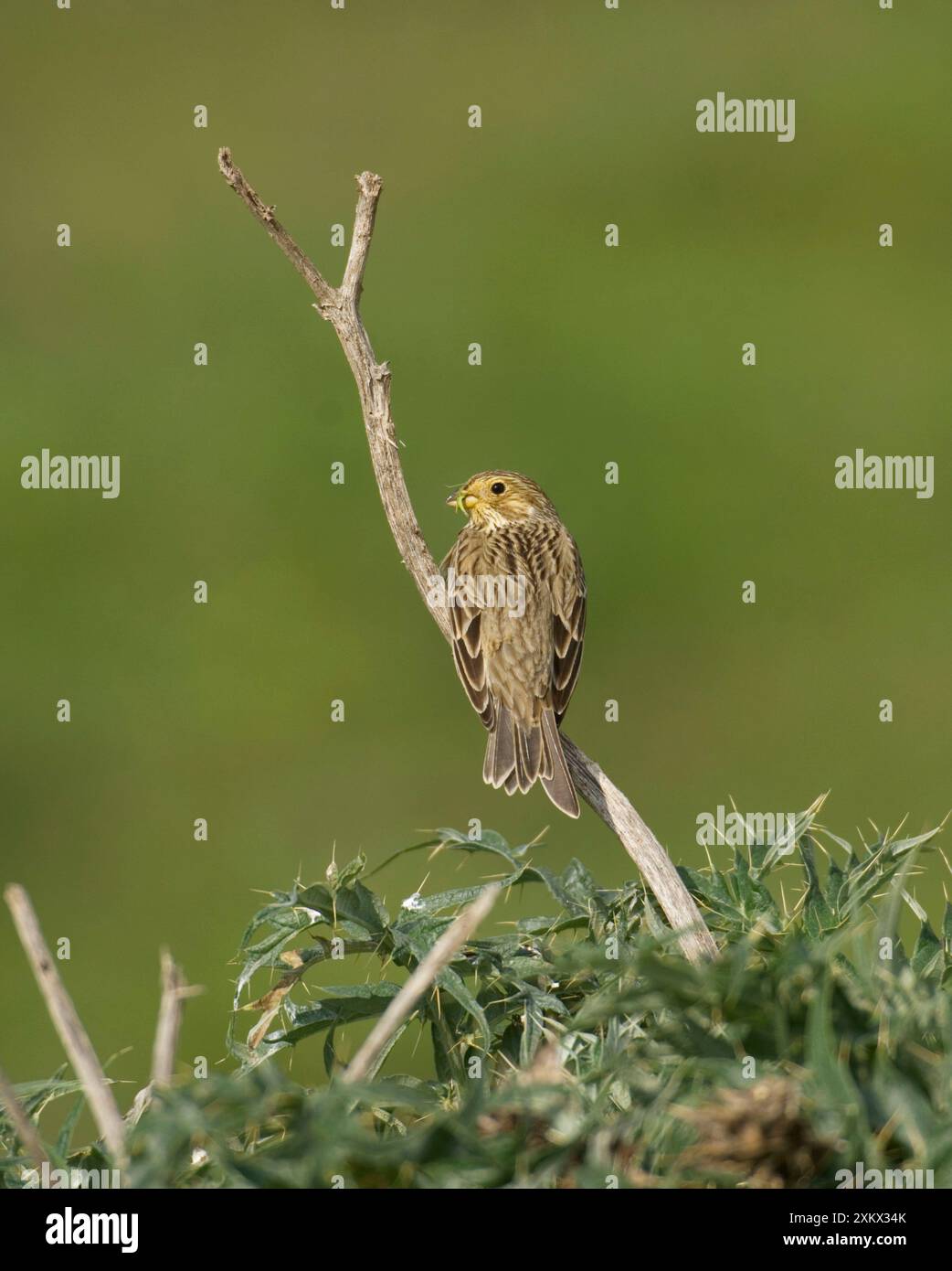 Bunting corn hi-res stock photography and images - Alamy