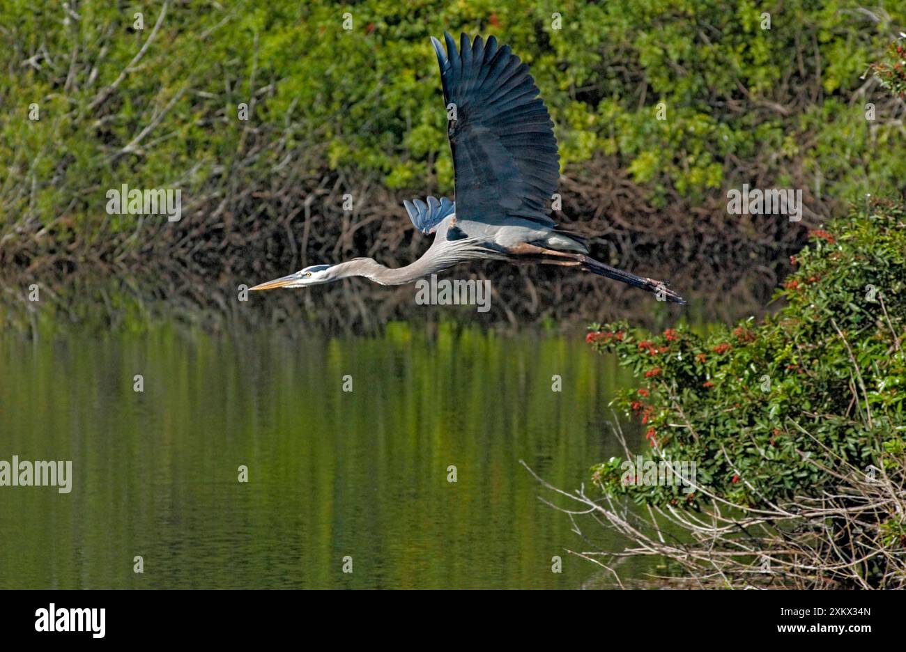 Heron in flight blue hi-res stock photography and images - Alamy