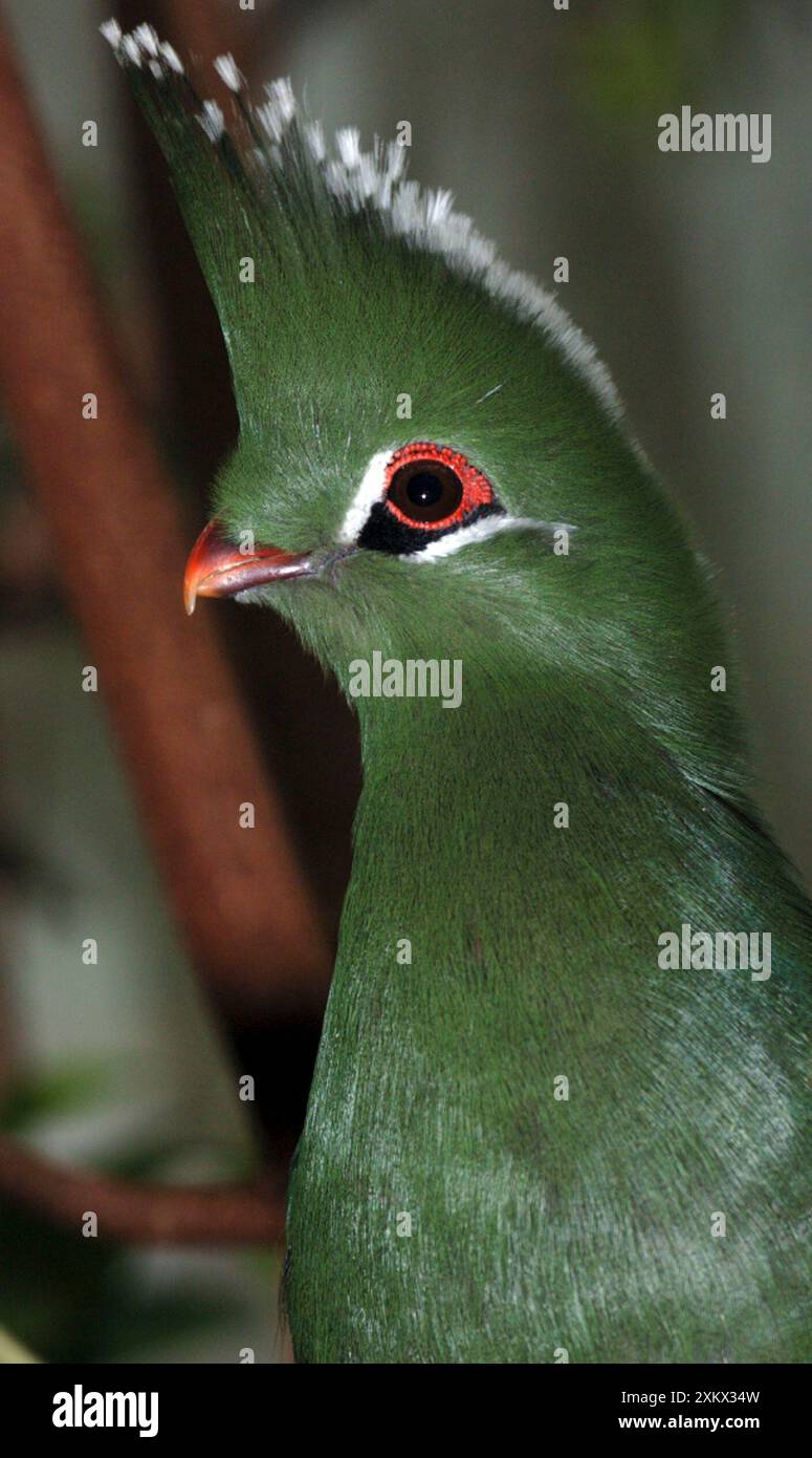 Turaco tanzania hi-res stock photography and images - Alamy