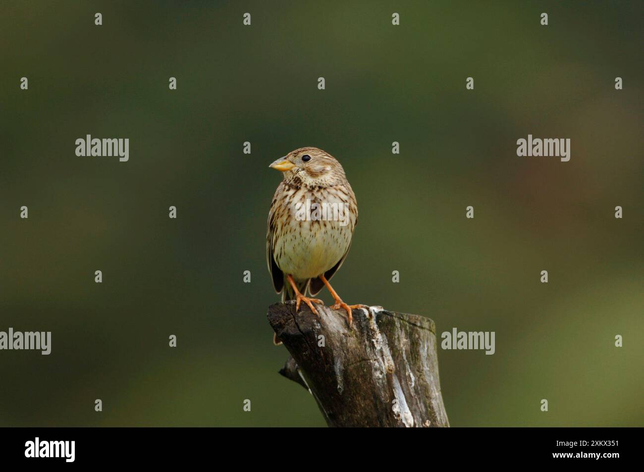 Corn bunting single hi-res stock photography and images - Alamy