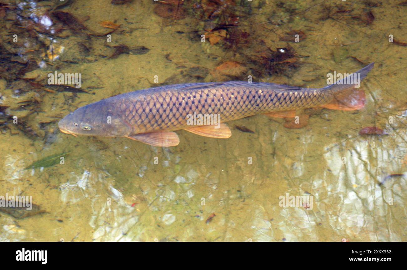 Our common fishes hi-res stock photography and images - Alamy