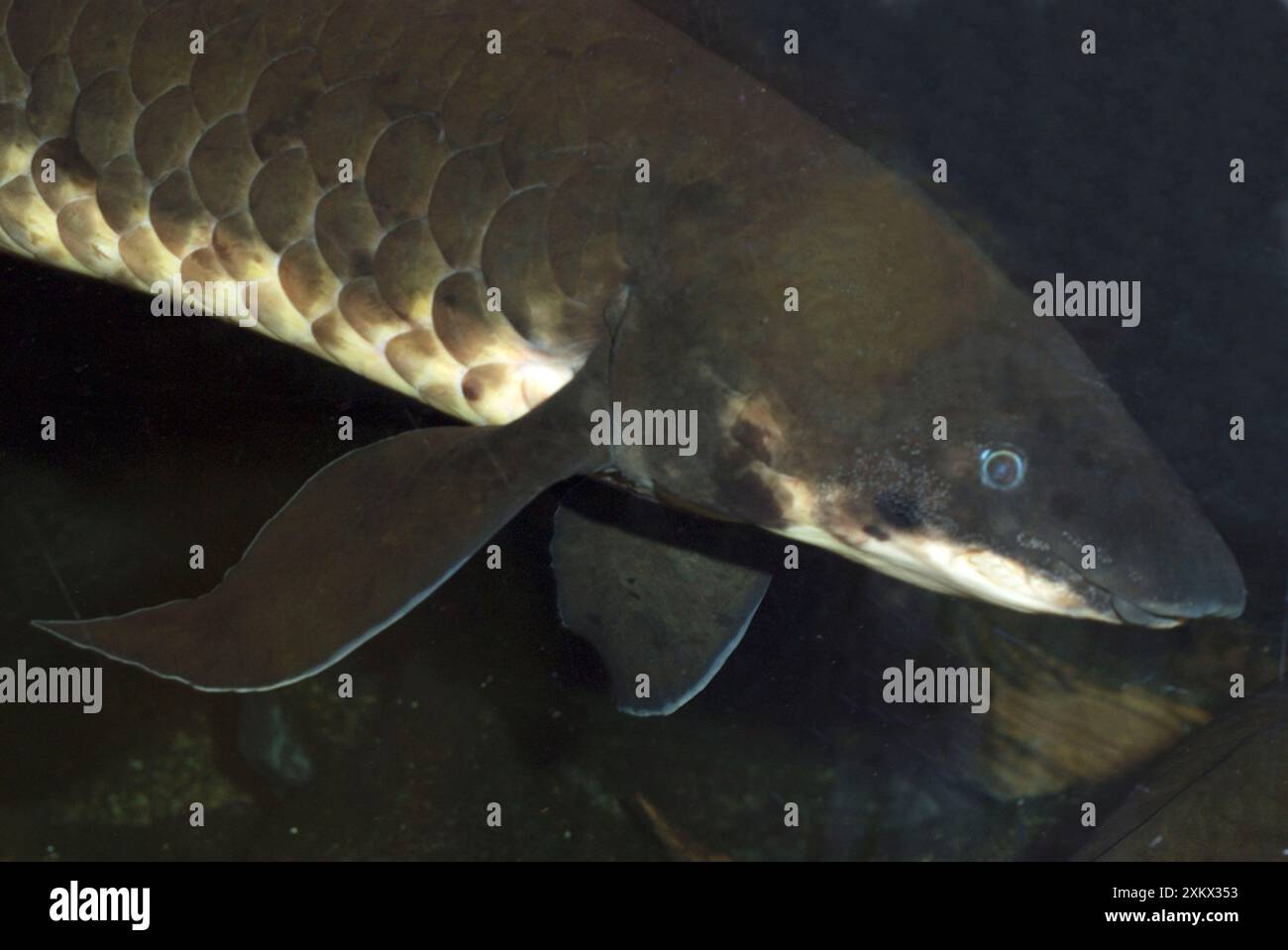 Lung animal hi-res stock photography and images - Alamy